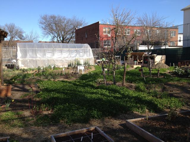 Lunch Line: Edible Schoolyard at PS 216 in Brooklyn