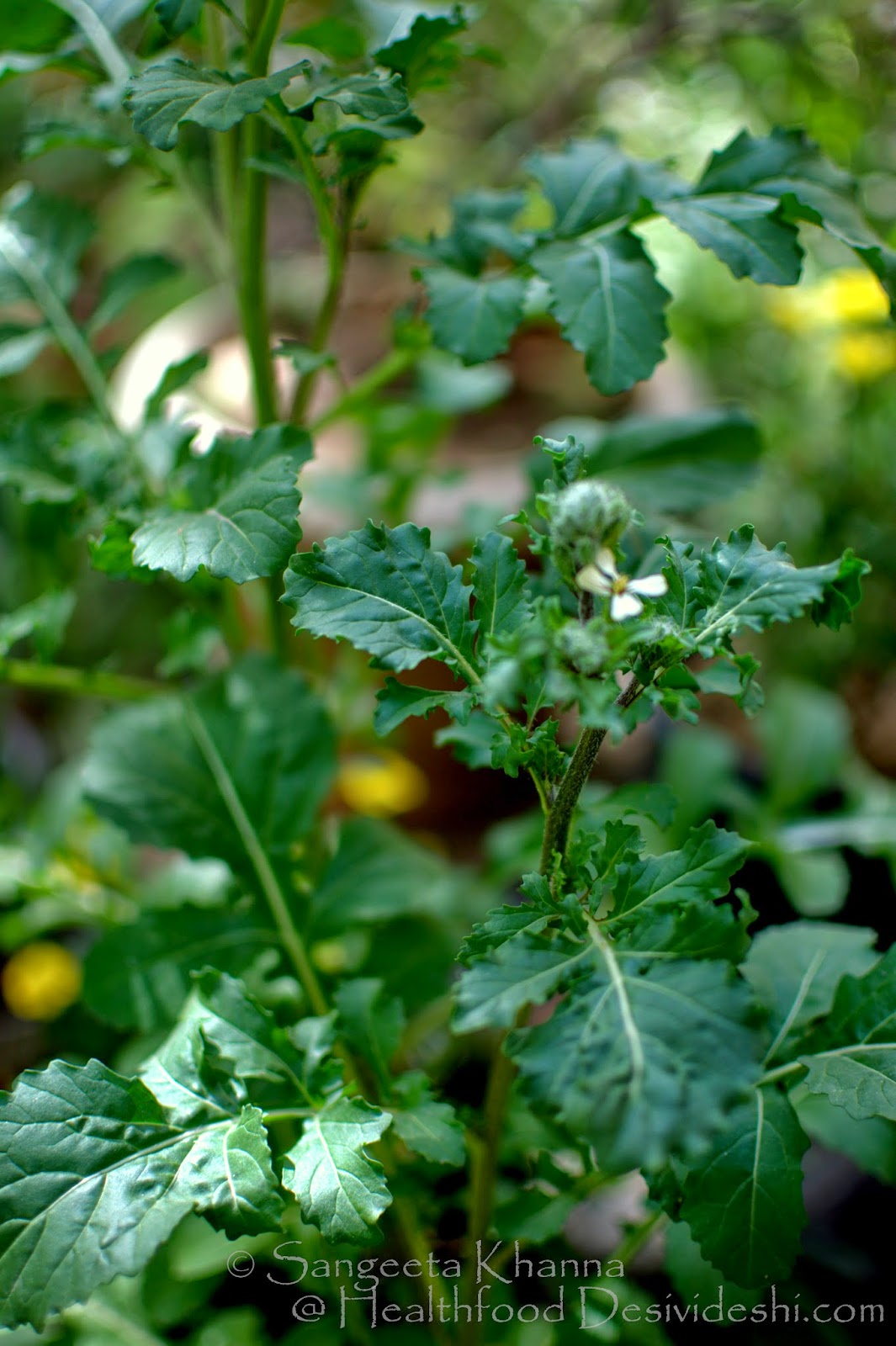 Are arugula and rucola different? Know more about the rocket greens...
