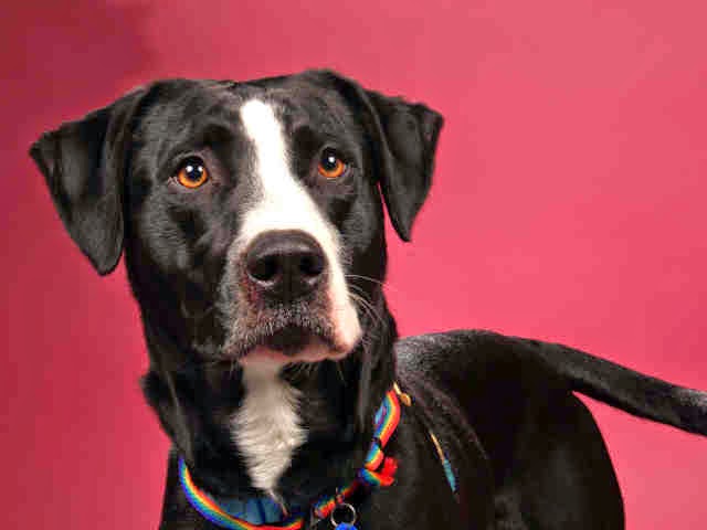 Talking Dogs at For Love of a Dog: Adopt Zeus a Labrador Retriever ...