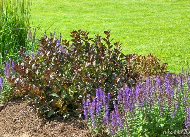 sodelis.lt: Reprezentacinės zonos gėlynas