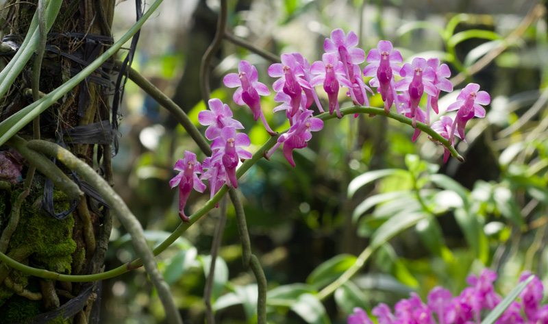 Grow and care Aerides orchids - Cat's-tail orchids - Fox brush orchids ...