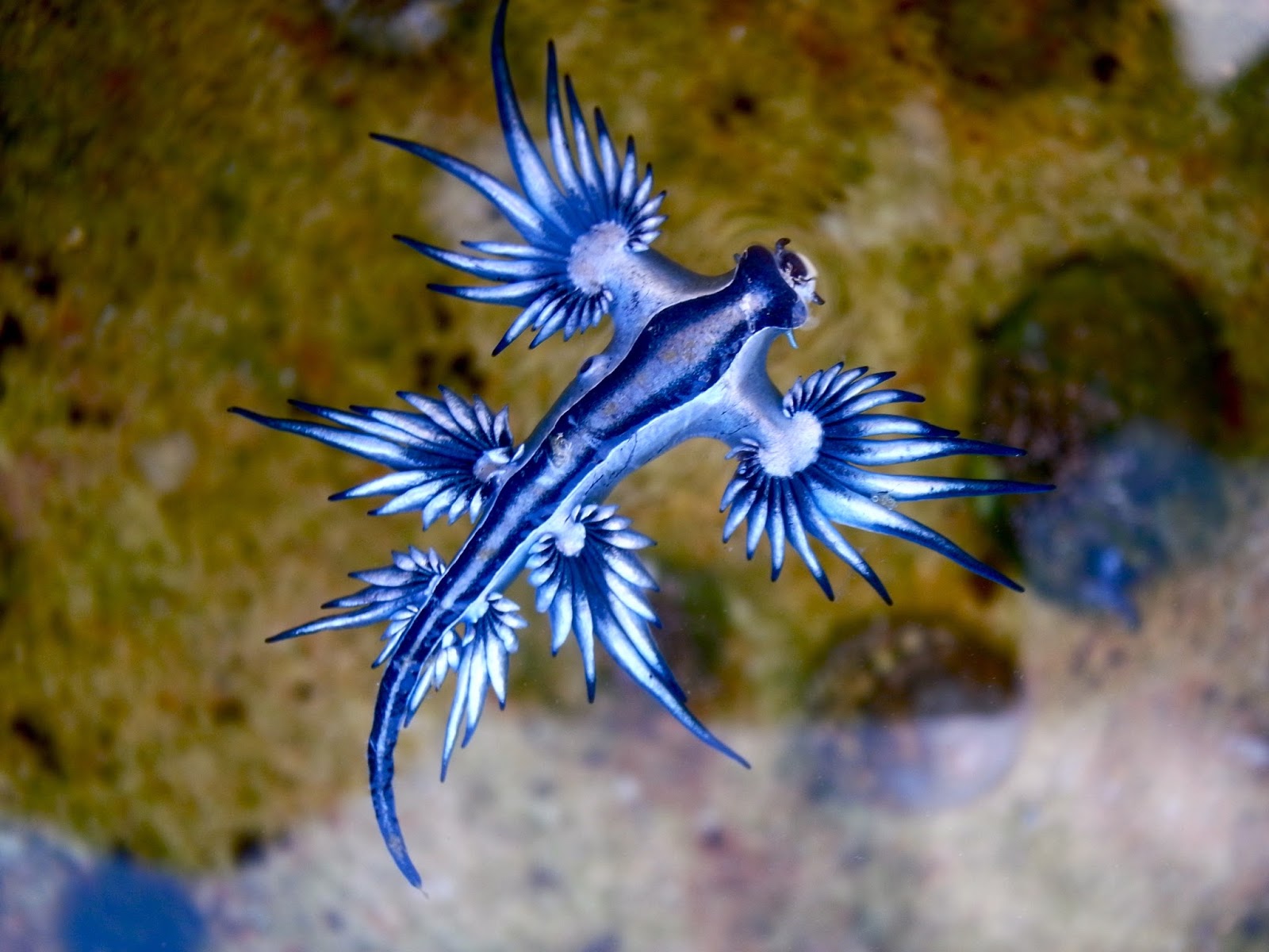 Beauty of Nature : Glaucus Atlanticus (Blue Glaucus, also: Blue Dragon)