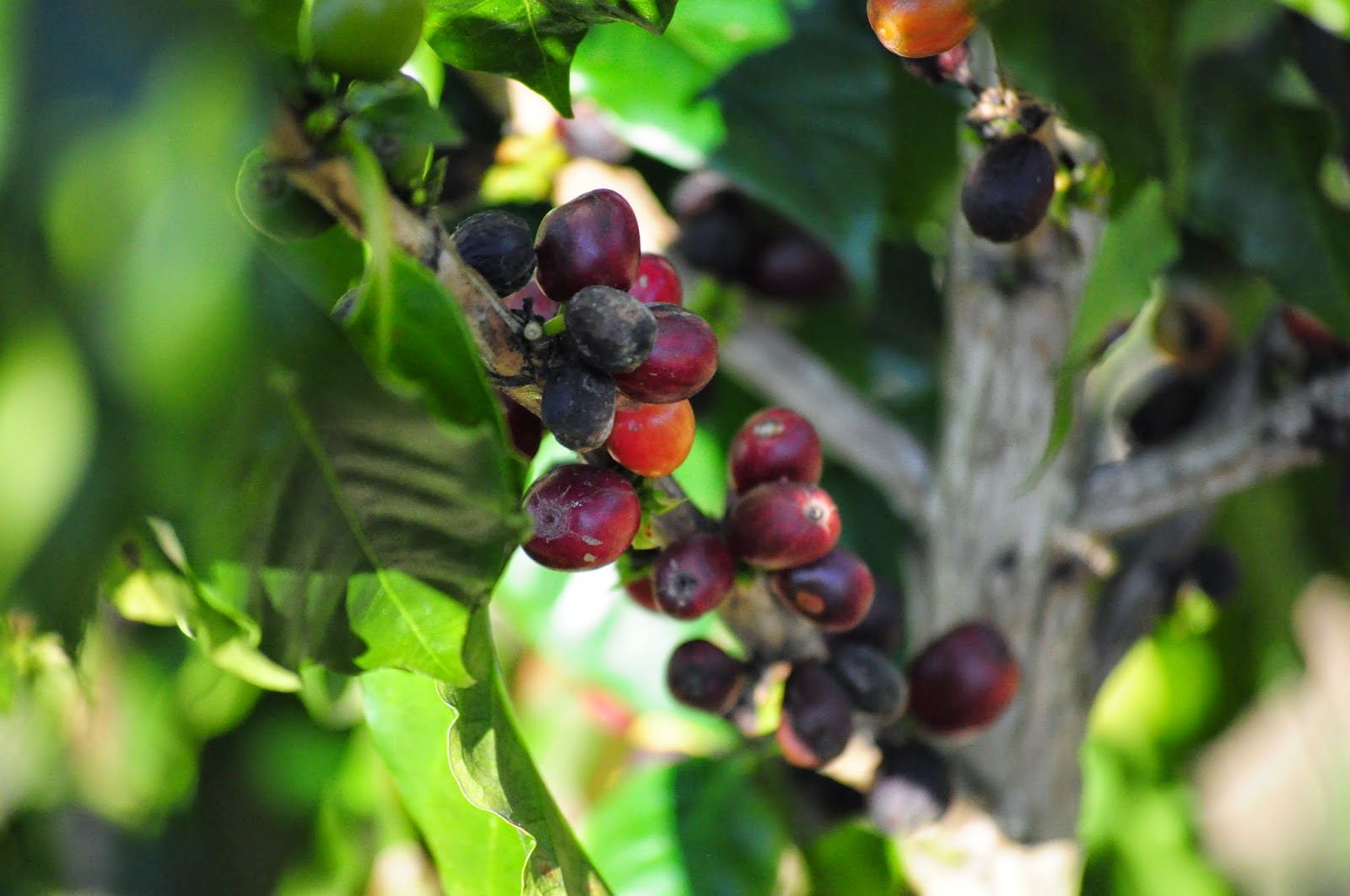 Loata Thai Coffee Farm | The Mosbys in China