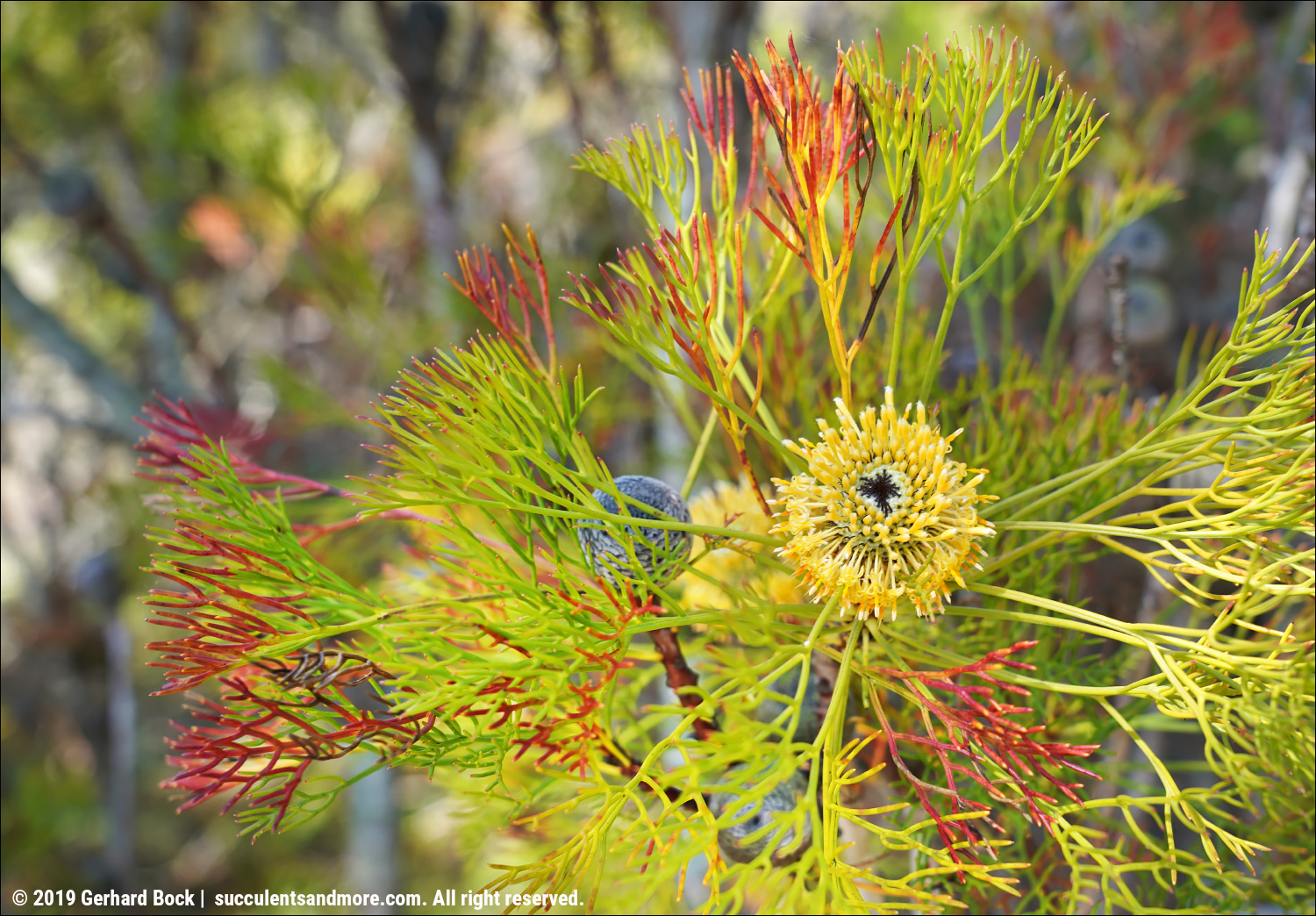 Spring in Australia, courtesy of UC Santa Cruz Arboretum