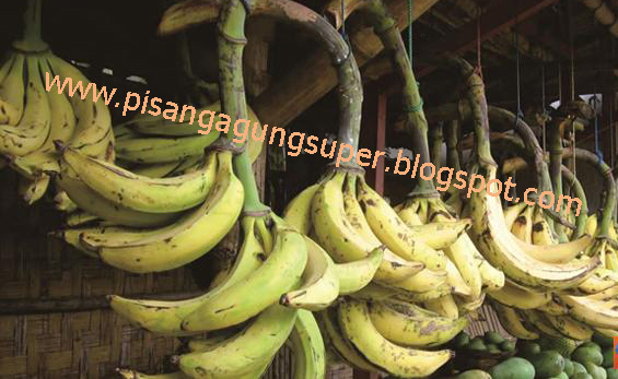 PISANG AGUNG Senduro