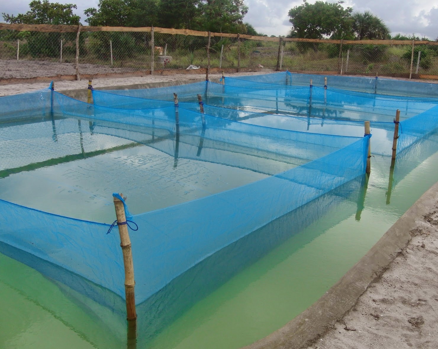 Cara Budidaya Ikan Dengan Jaring Tancap | 'Azolla' Fish Farm
