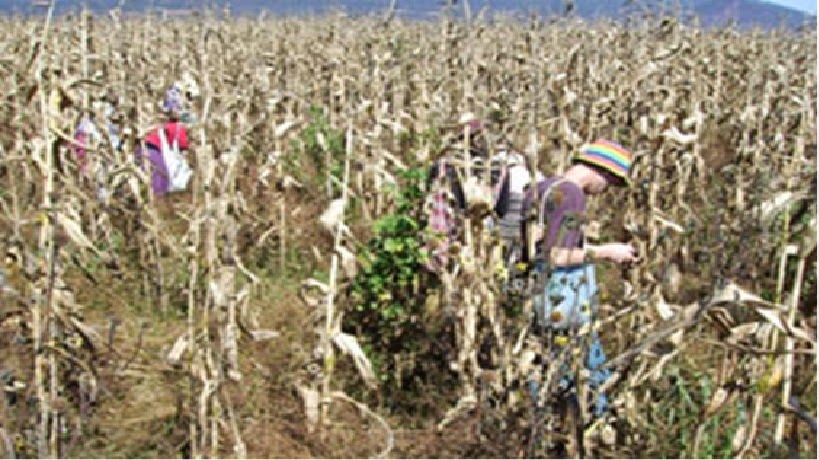 Ciclo Agrícola del Maíz: Cronología del ciclo agrícola del maíz