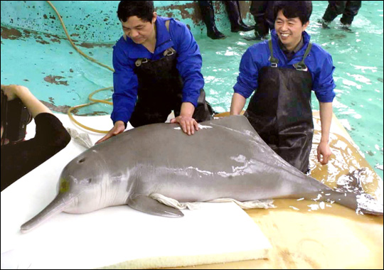 Baiji-Chinese River Dolphin