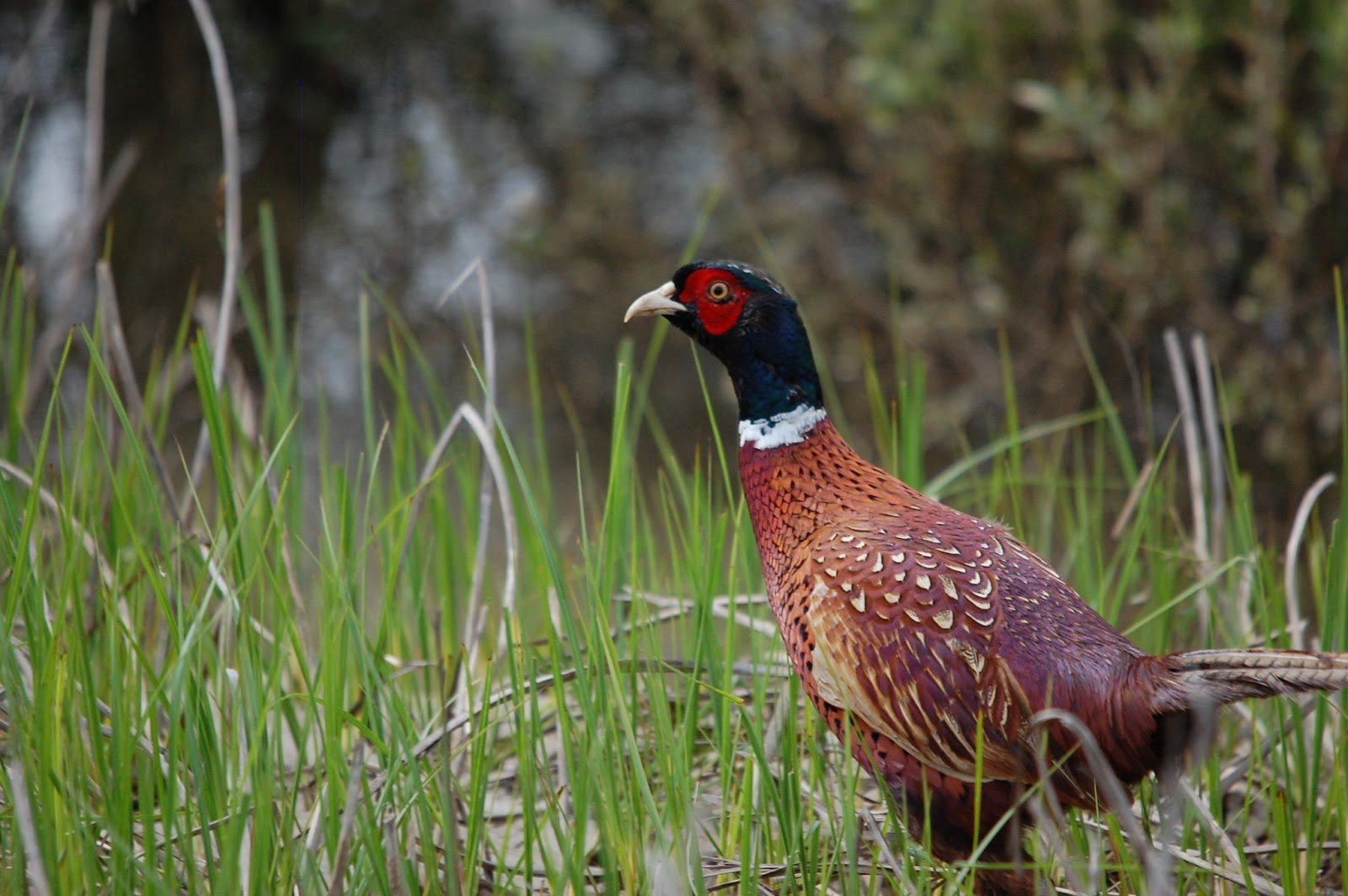 Nos Vamos a Campear: Faisán Común: donde verlo en la Provincia de Cádiz