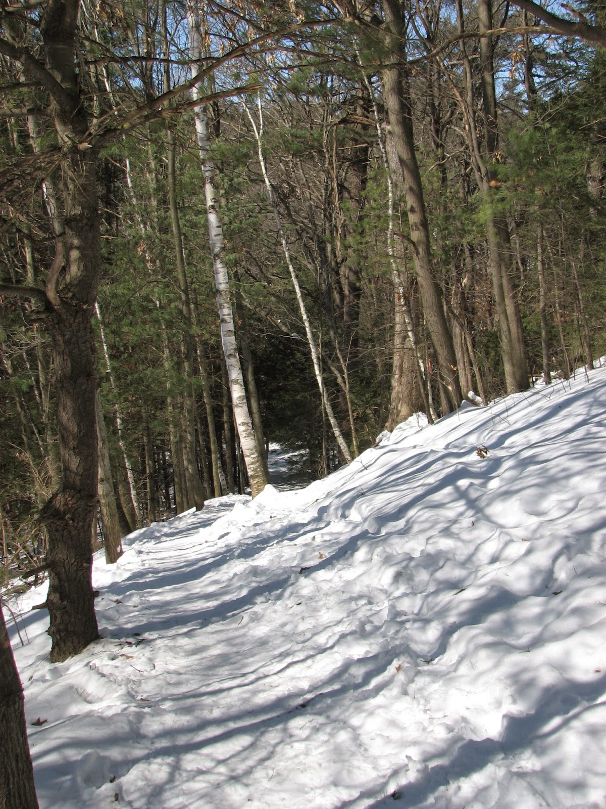 South Burlington, Vermont Nature Trails - UVM Centennial Woods Natural ...