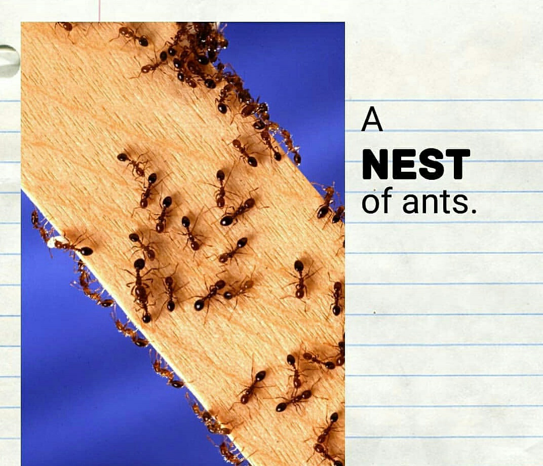 What Is A Collective Nouns For Ants at Isabel Syme blog