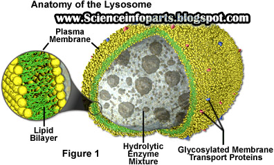 Lysosomes | Science, Biology,Human and Body Parts Best Information