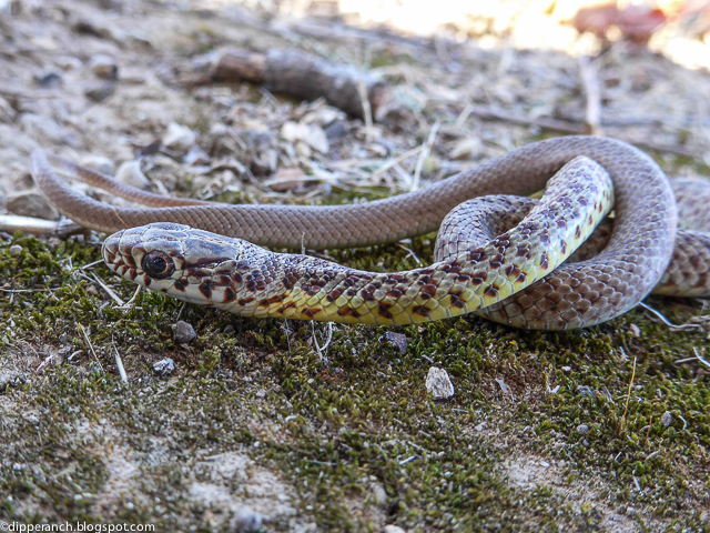 Dipper Ranch: Grassland Snakes of the Santa Cruz Mountains