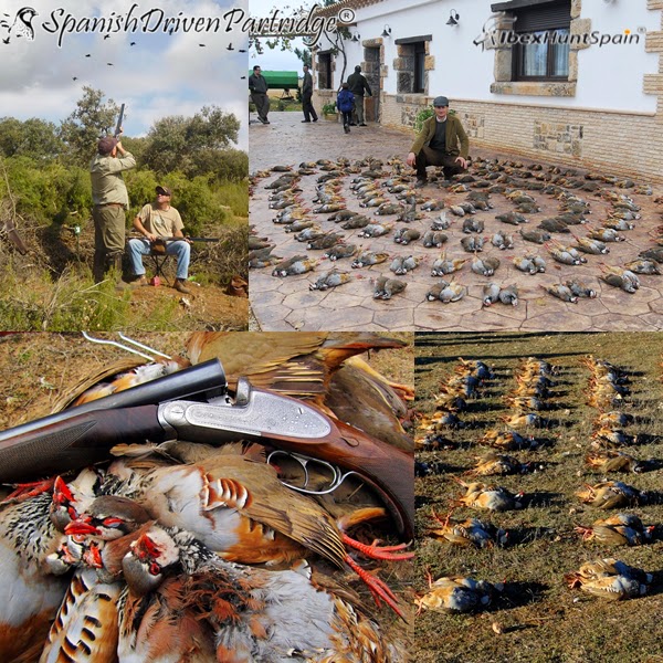 SPANISH DRIVEN PARTRIDGE | RED LEGGED PARTRIDGE | Ibex Hunting in Spain