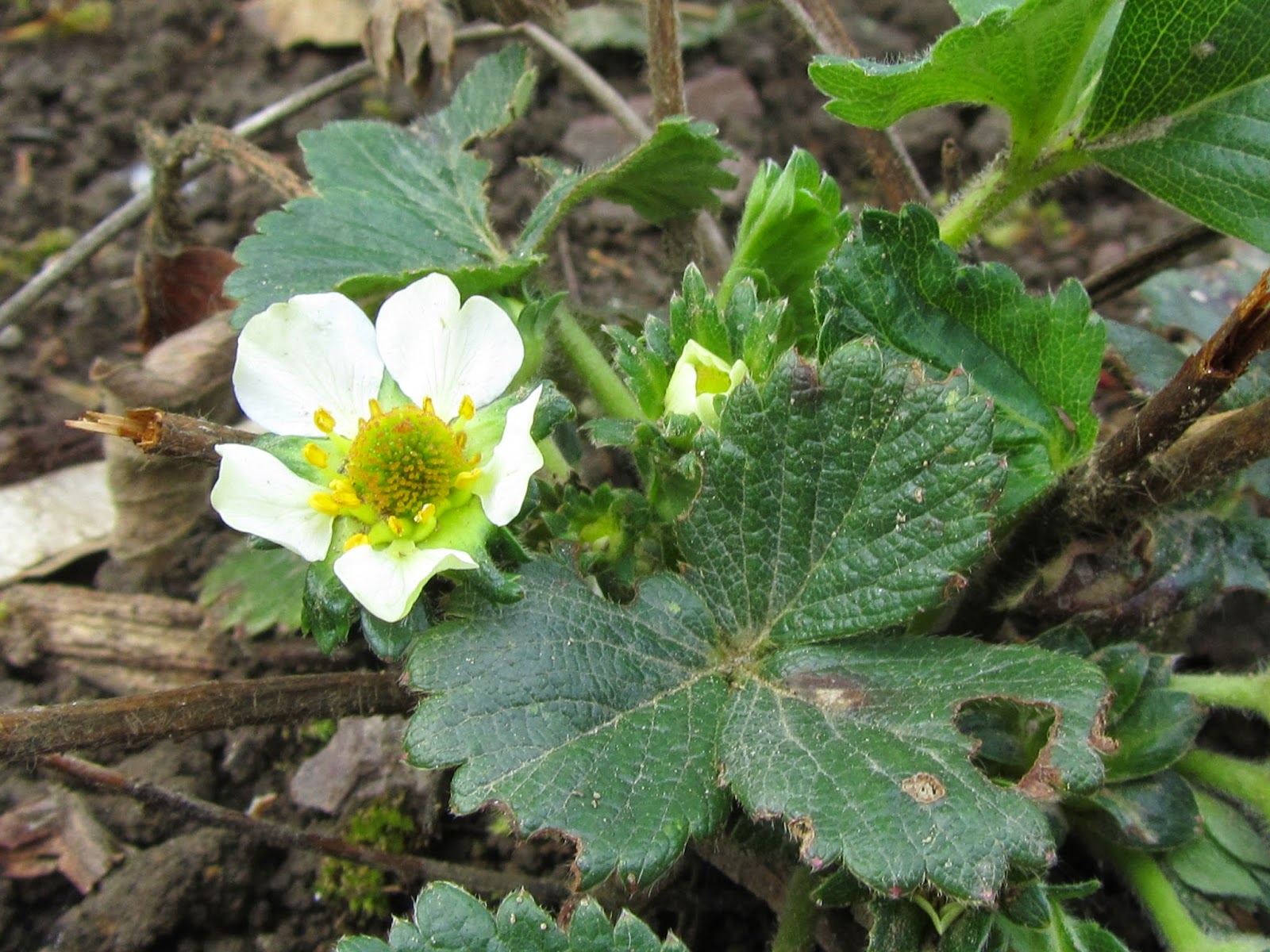 Come Coltivare le Fragole (Fragaria sp.) | Il Gusto Della Natura