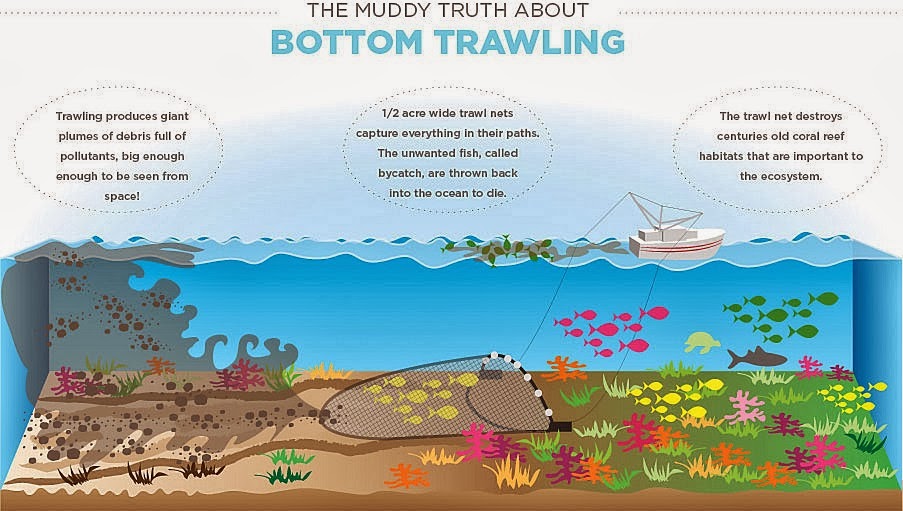 The Best Shark Dive in the World!: Bottom Trawling!