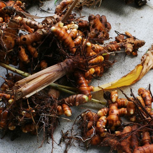 The Rainforest Garden: How to Grow Turmeric