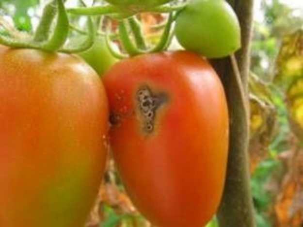 Inside Arewa News: Tuta Absoluta: Farmers count loss as Tomato Pests ...