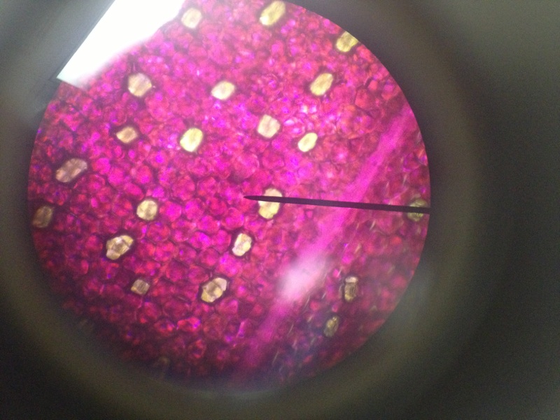 swifty science: stomata lab
