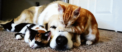 Gifs de Gatos: Gif Gatos e cachorro descansando