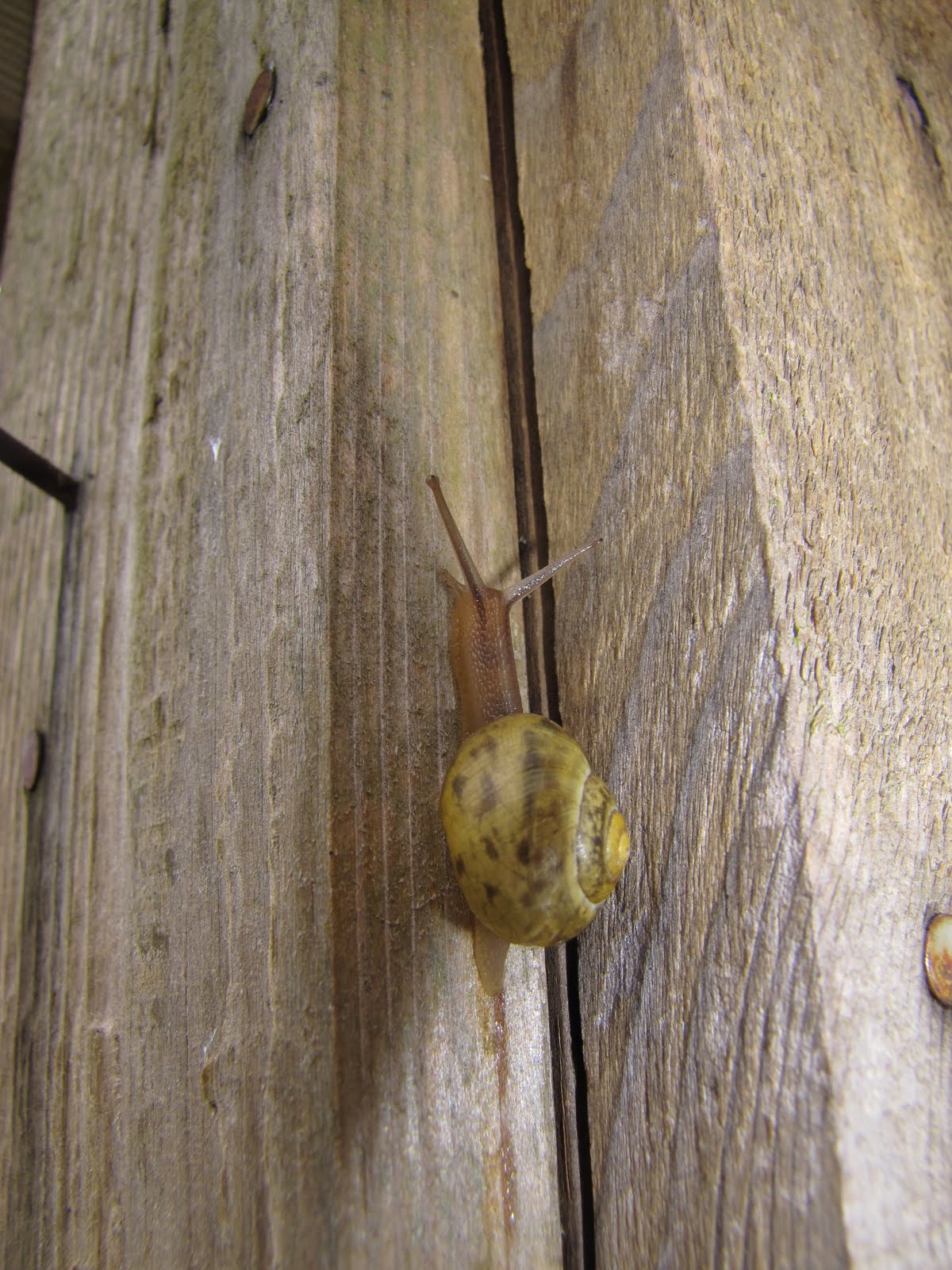 TimeFlysSew: Spring Snails