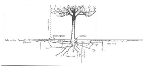 Knowing How Much to Water #itscomplicated