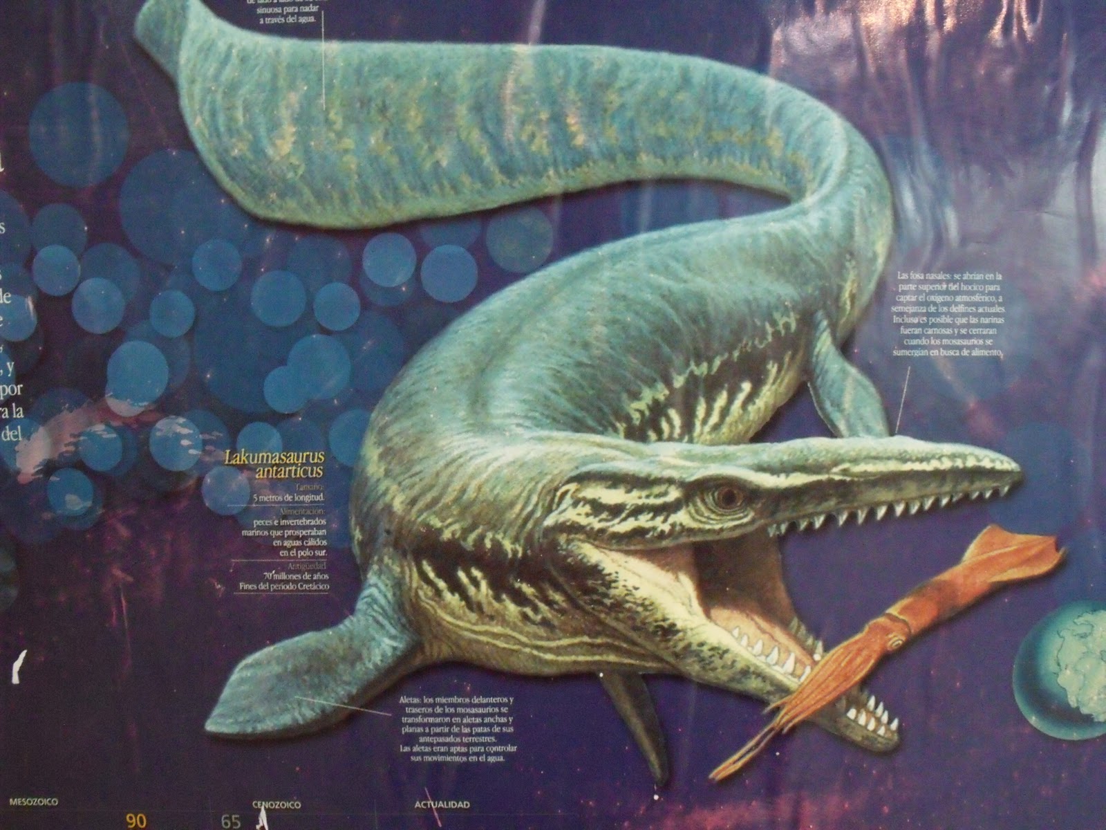 NATURALEZA Y CULTURA: Museo Argentino de Ciencias Naturales