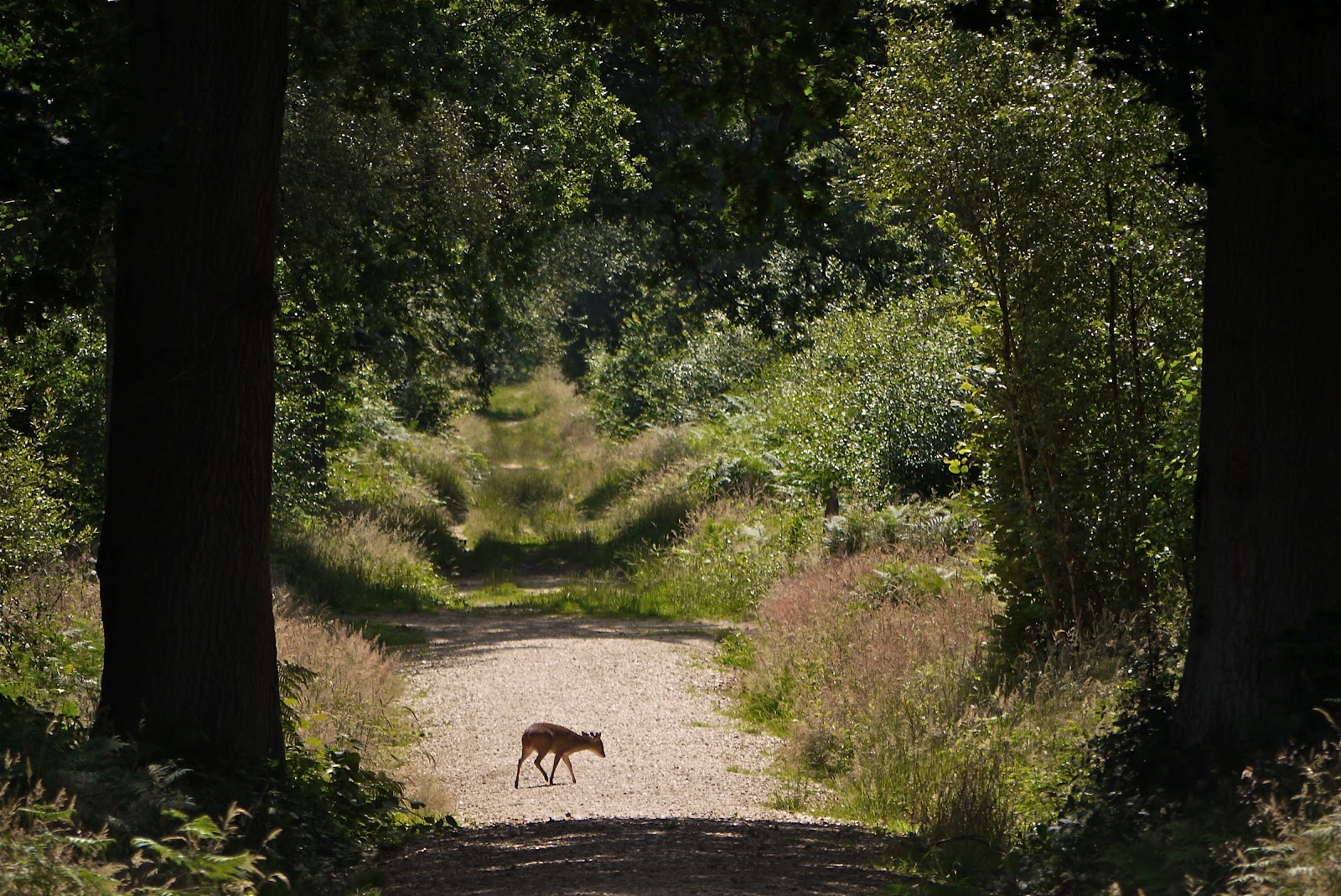 Walking in the country: Pamber Forest