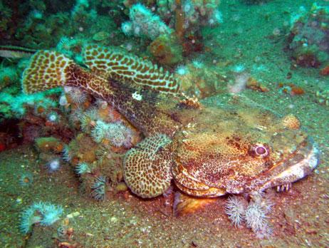 Los Cinco Animales Marinos Menos Conocidos - Puerto Rico Loves Biology