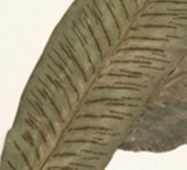 FAMILIA DE HELECHOS EN PUERTO RICO: WOODSIACEAE( ATHYRIACEAE) DIPLAZIUM