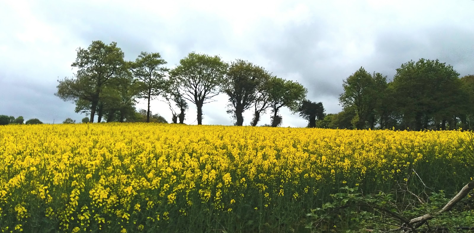 Kruidwis: Koolzaad kleurt het landschap