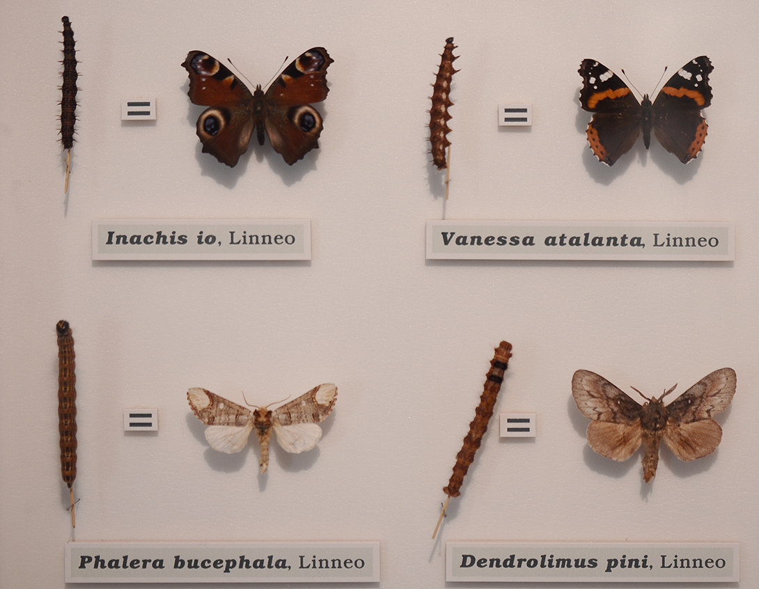 APRENDIENDO CON LA VISTA: InsectPrak: un mundo de mariposas y otros ...