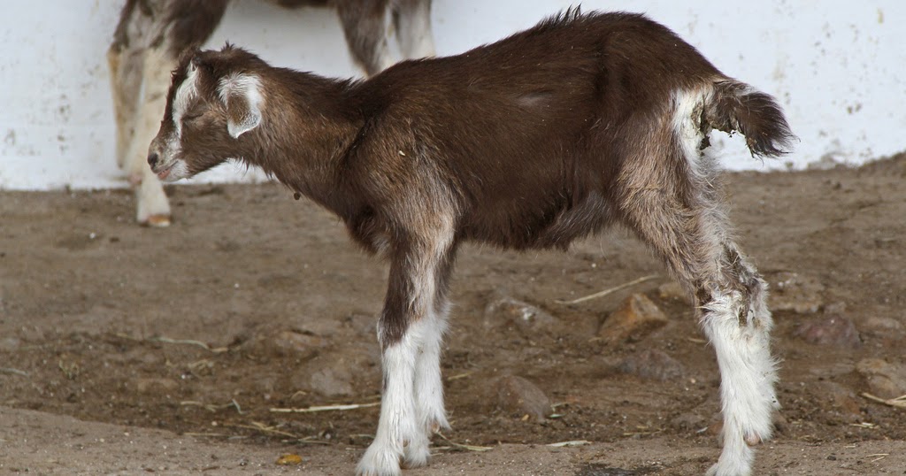 Shepherd's Notebook: Effect of anti-coccidial drugs in goats