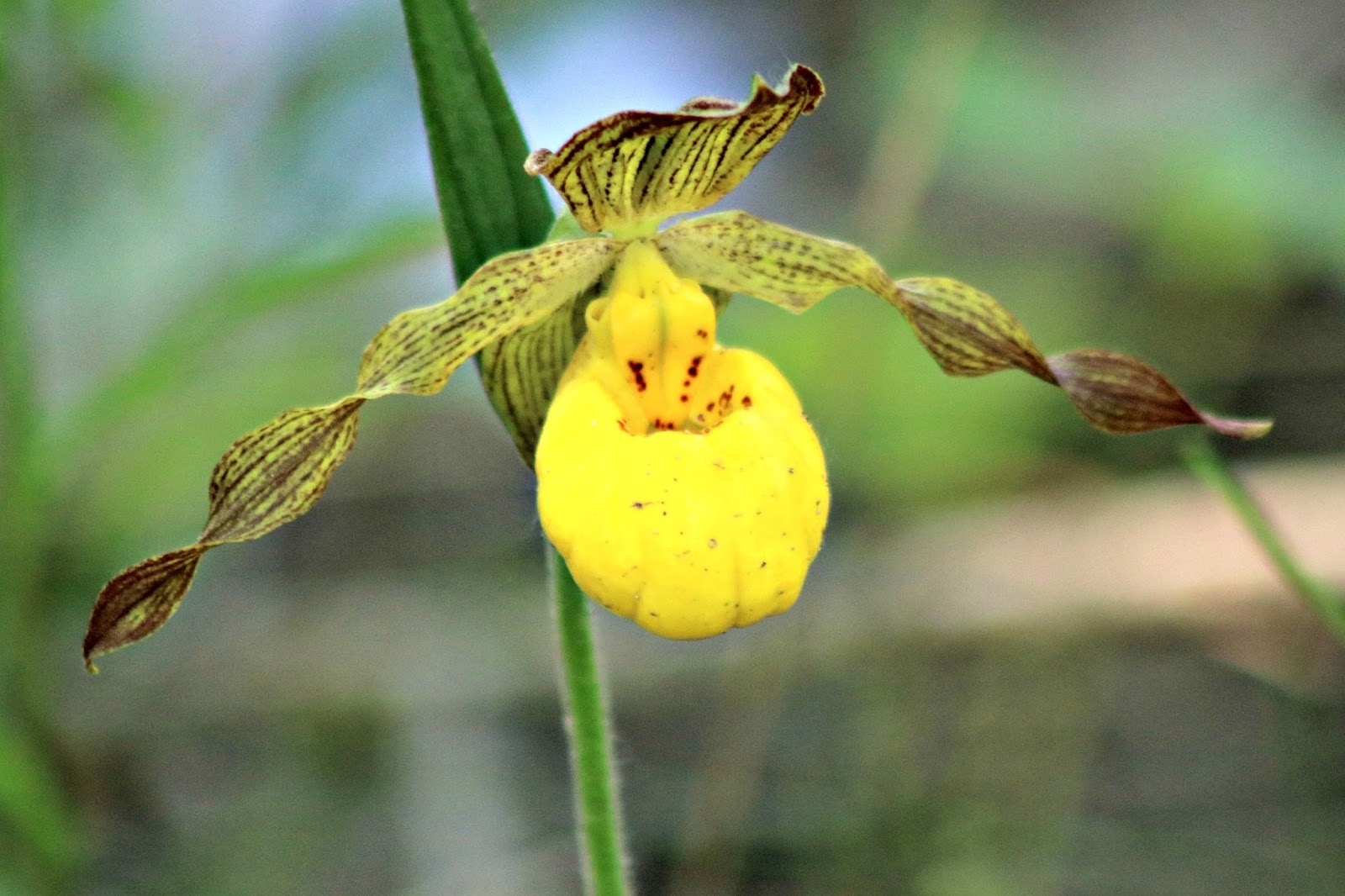 Our Retirement Days: Wild Yellow Lady's Slipper