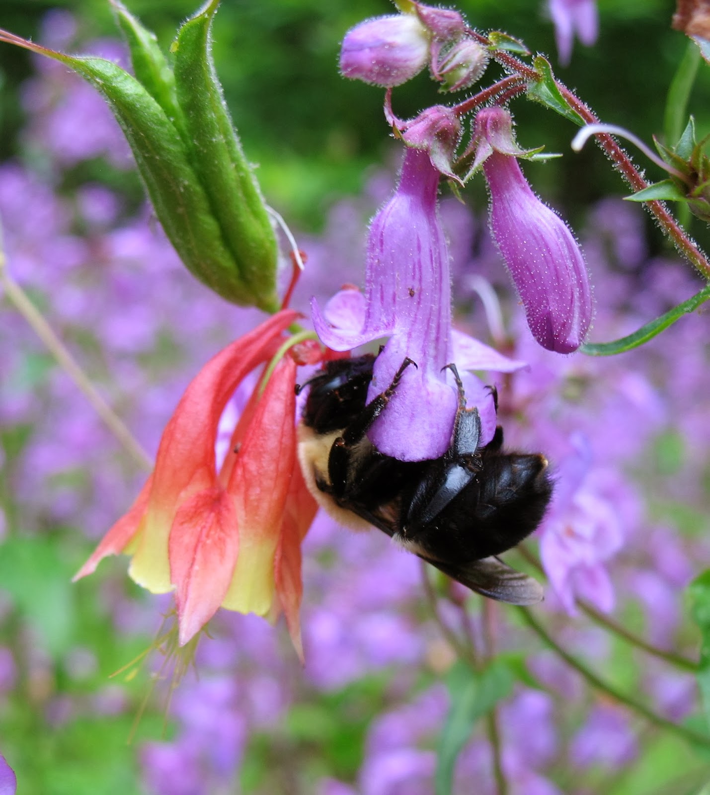 Using Georgia Native Plants: Pollinators of Native Plants (the book)