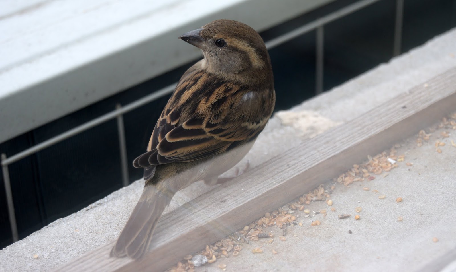 Frumusetile naturii: Vrabia de casa (Passer domesticus)