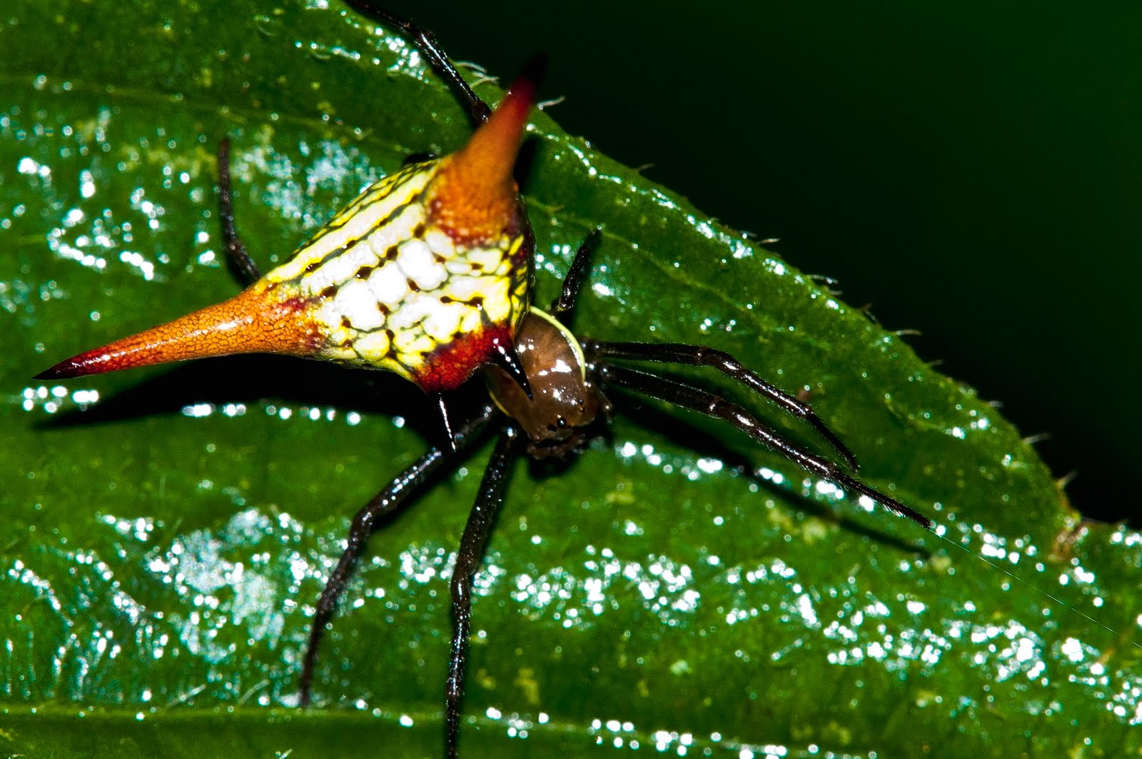 Visto al Pasar: Araña Cornuda, Horned Spider, Micrathena obtusispina.
