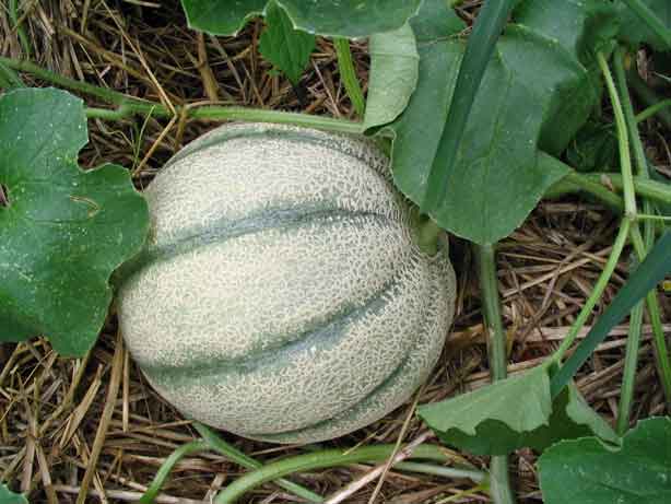 Preserving the Harvest: Peach Melon Conserve