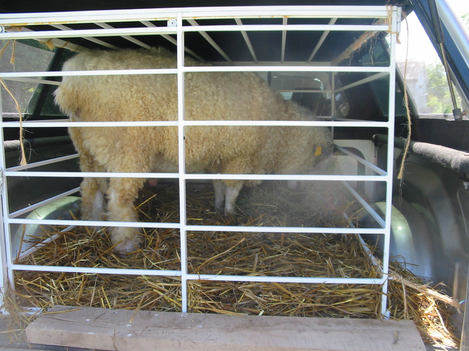 Knee Deep in Sheep: Hey, I Got Lucky!