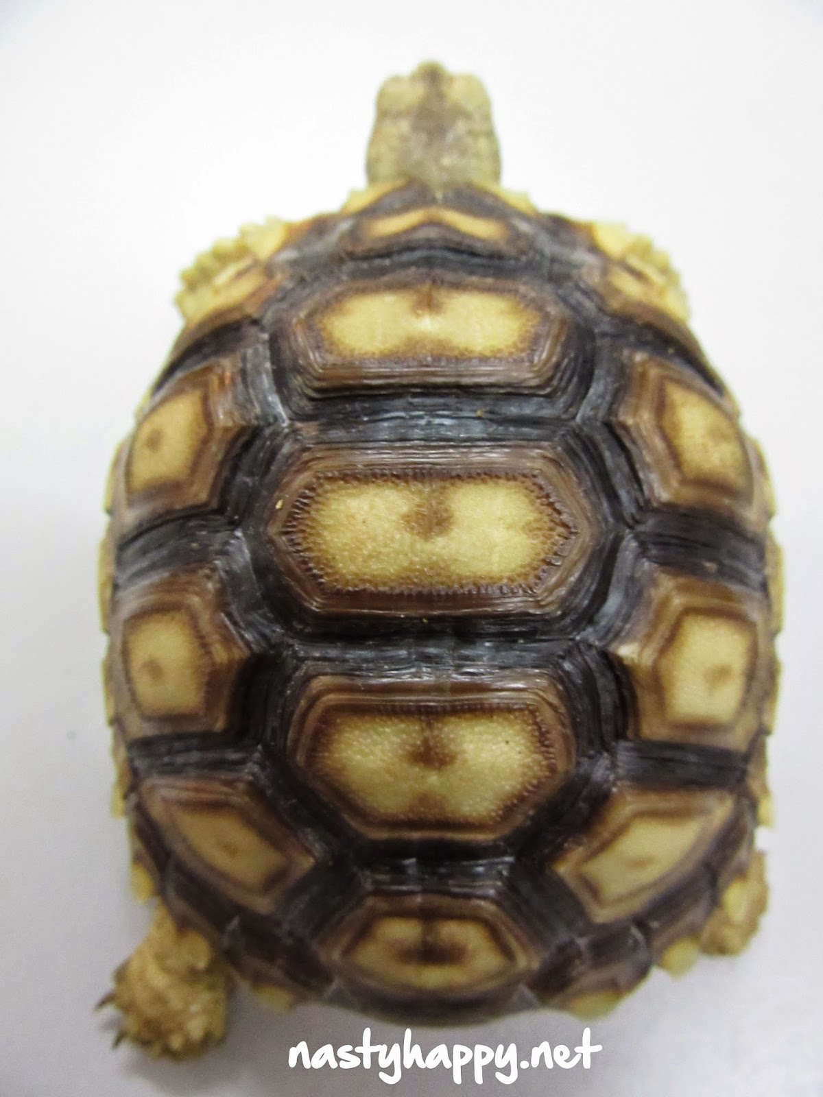 Getting your Sulcata Tortoise! ~ Nasty Happy