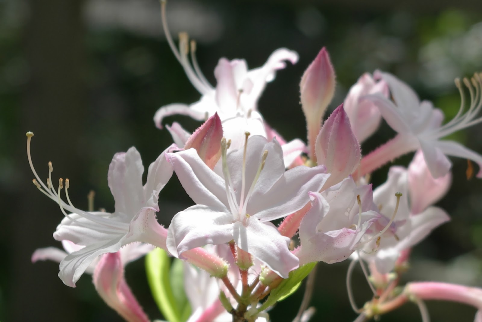 sweetbay: The North Carolina Botanical Garden, Part II