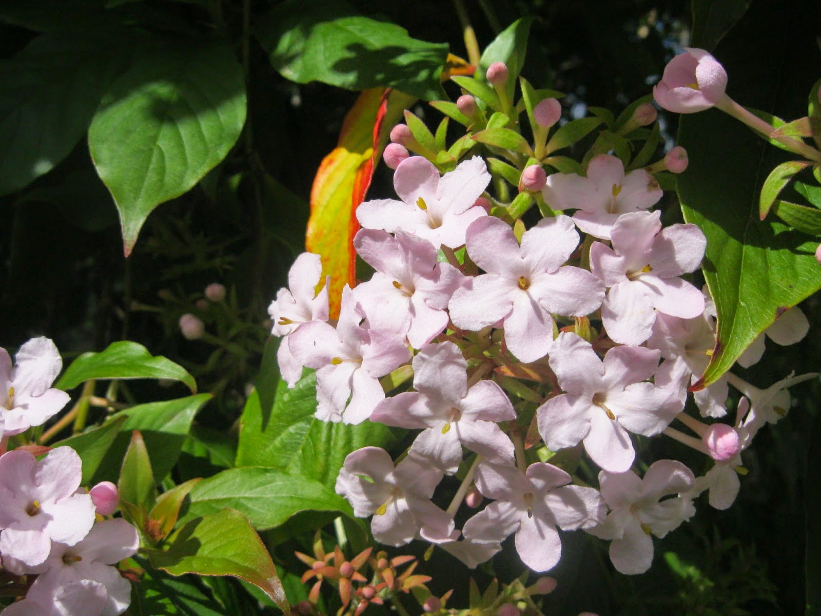 Quiltingorchardist: Luculia.