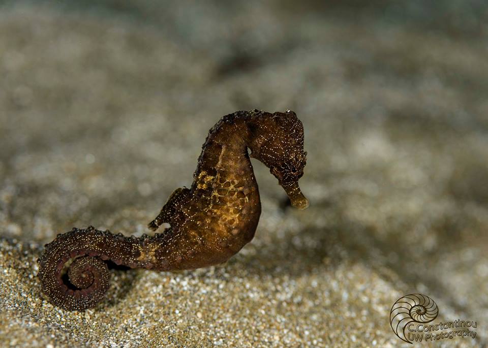 Biodiversity of Cyprus by NGO Protection of the Natural Heritage and ...