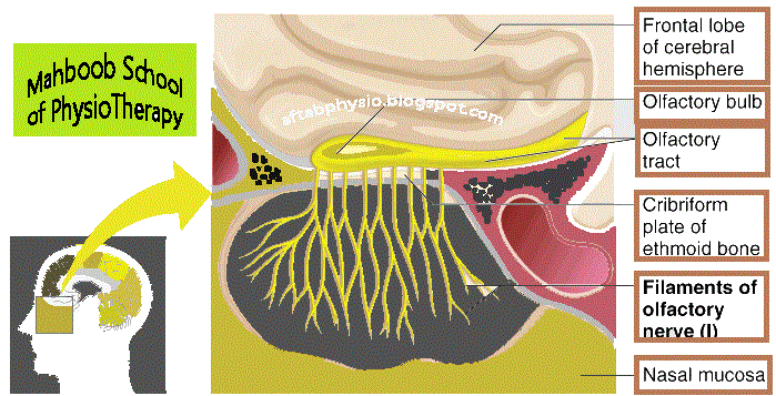 Olfactory Nerve Filaments Ophthalmic Nerve E Anatomy IMAIOS