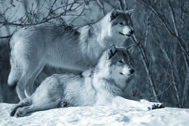 ERIPE LUPUS: IDFG ~IDAHO WOLVES