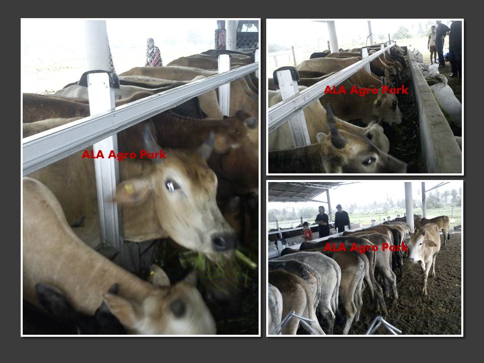 Ladang Ternak Lembu: Lembu KK jantan untuk dijual