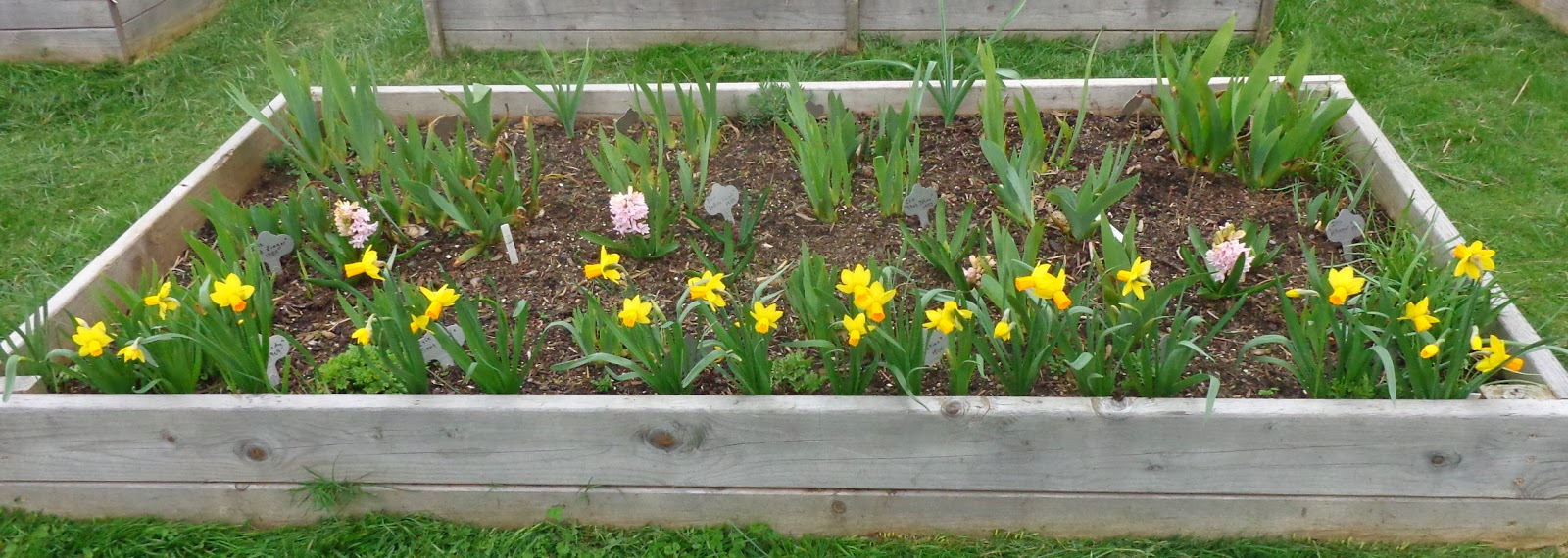 Daniel's Pacific NW Garden: Bearded Iris Beds. Progress Report. 3/16/14