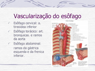 Resumos em Cirurgia Geral: Esôfago - Anatomia