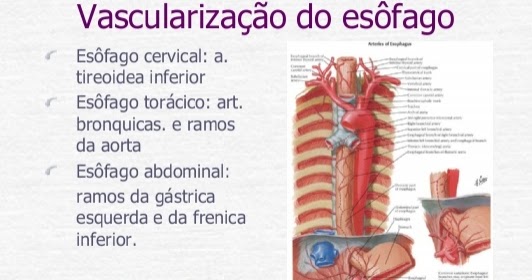 Resumos em Cirurgia Geral: Esôfago - Anatomia