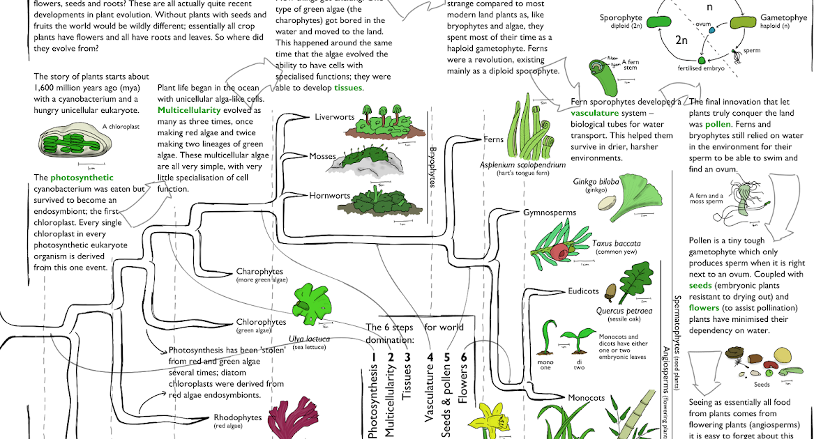 Plant Evolution Chart